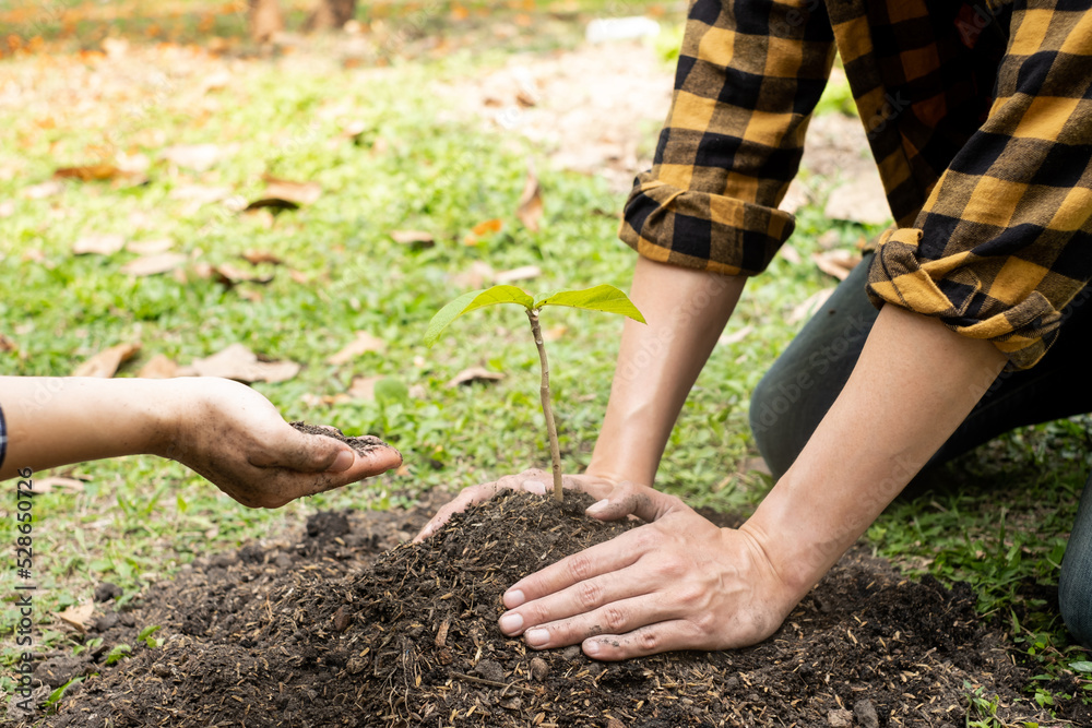 The hands of two people help each other are planting young seedlings on ...