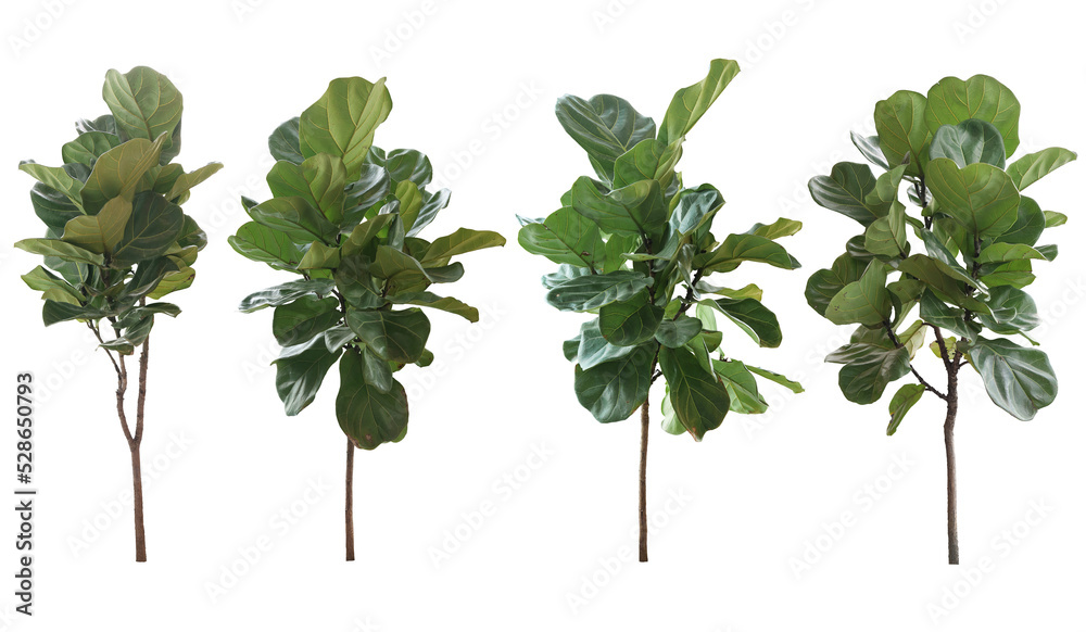 ficus lyrata tree Stock Photo | Adobe Stock