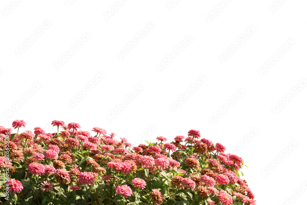 Realistic flowering plants foreground isolated Stock Photo | Adobe Stock