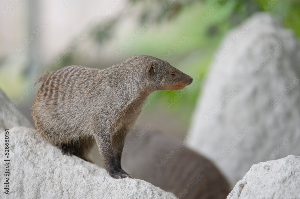 The banded mongoose (Mungos mungo) is a predatory species of the ...
