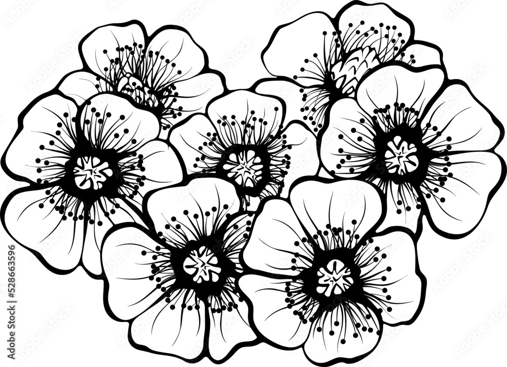 Buttercup flowers isolated on white. Vector illustration in sketch line ...