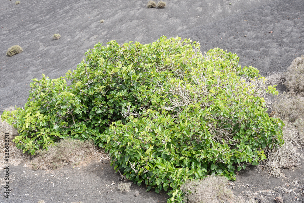 fig tree growing between the lava of Timanfaya National Park Stock ...