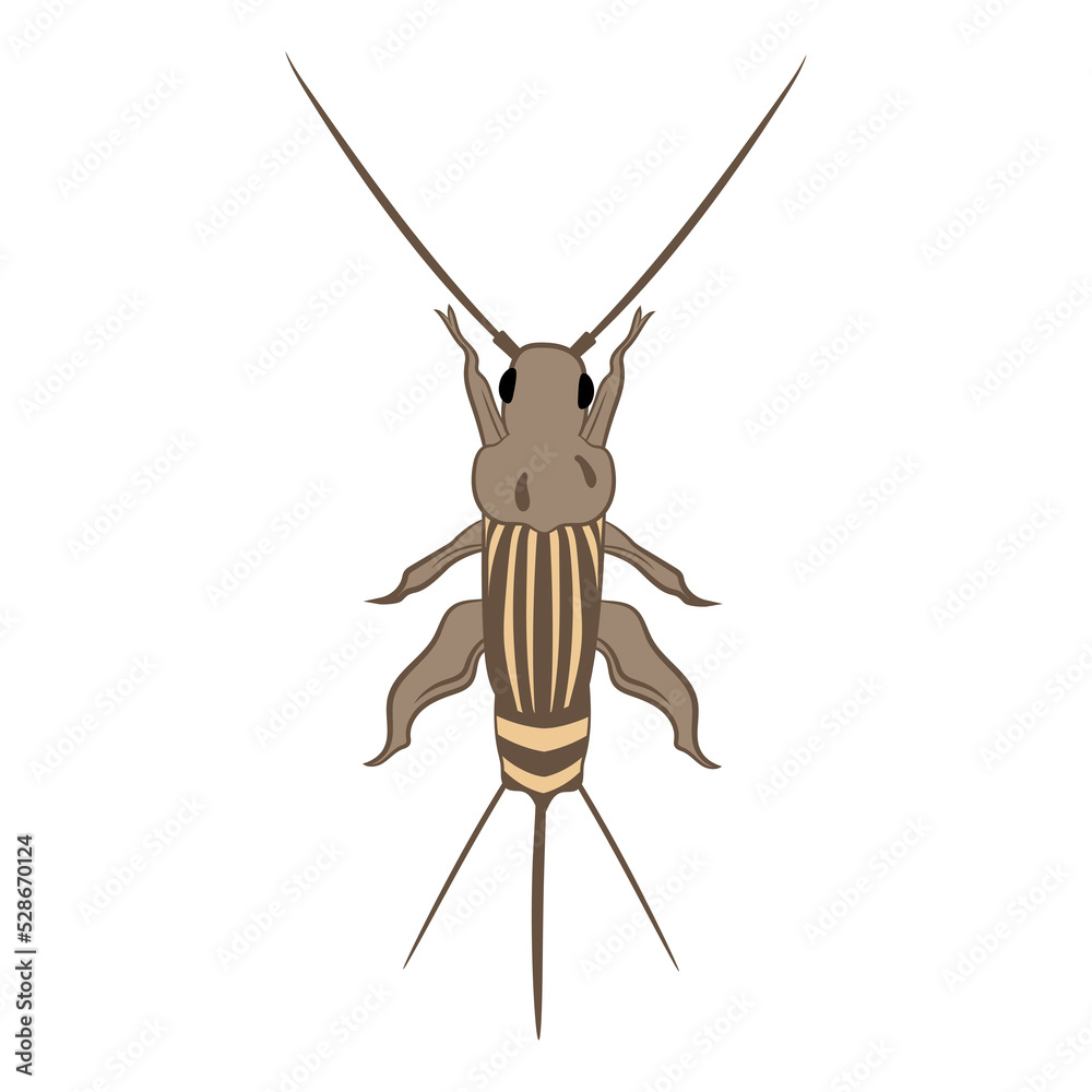Cricket Insect Top View Vector Illustration Stock Illustration | Adobe ...