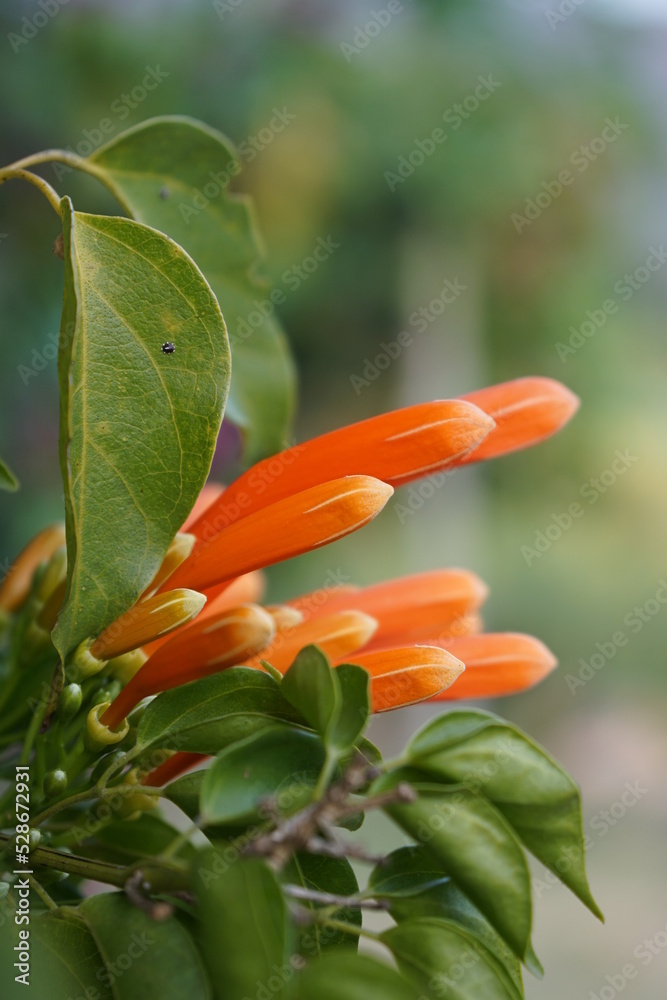 flame vine, orange trumpet vine, pyrostegia venusta Stock Photo | Adobe ...