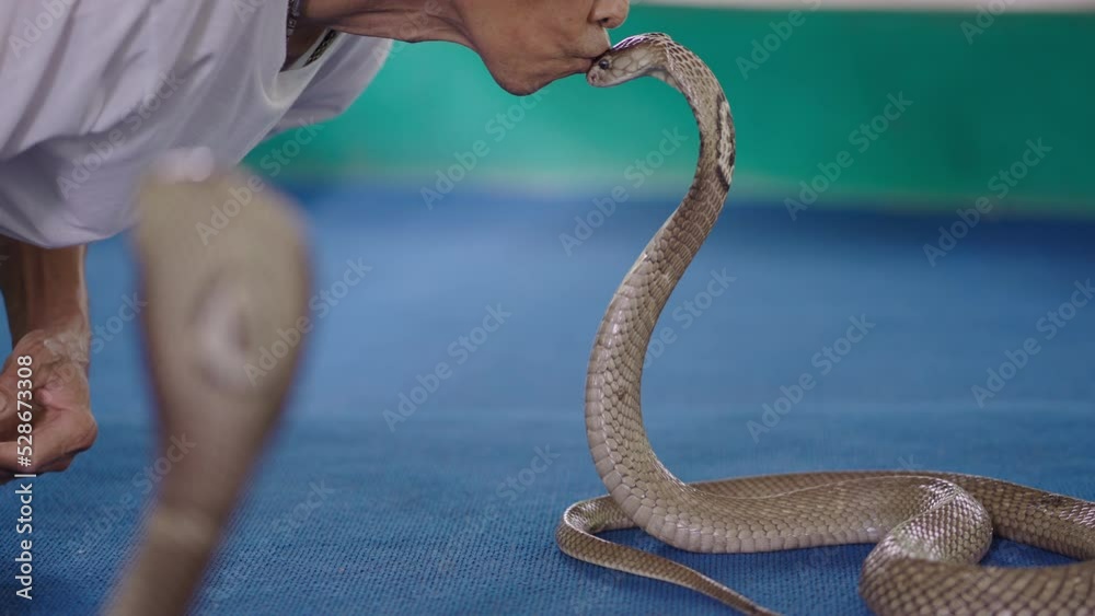 Thai snake charmer kissing head of a Thai Naja cobra snake during a ...