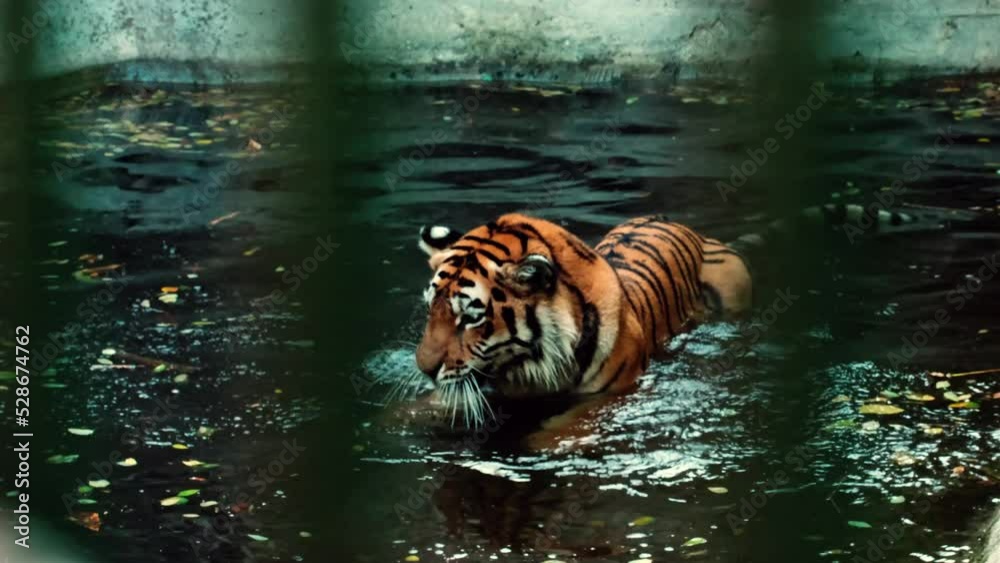 Big tiger swimming in a pool behind the bars of its cage. Beautiful ...