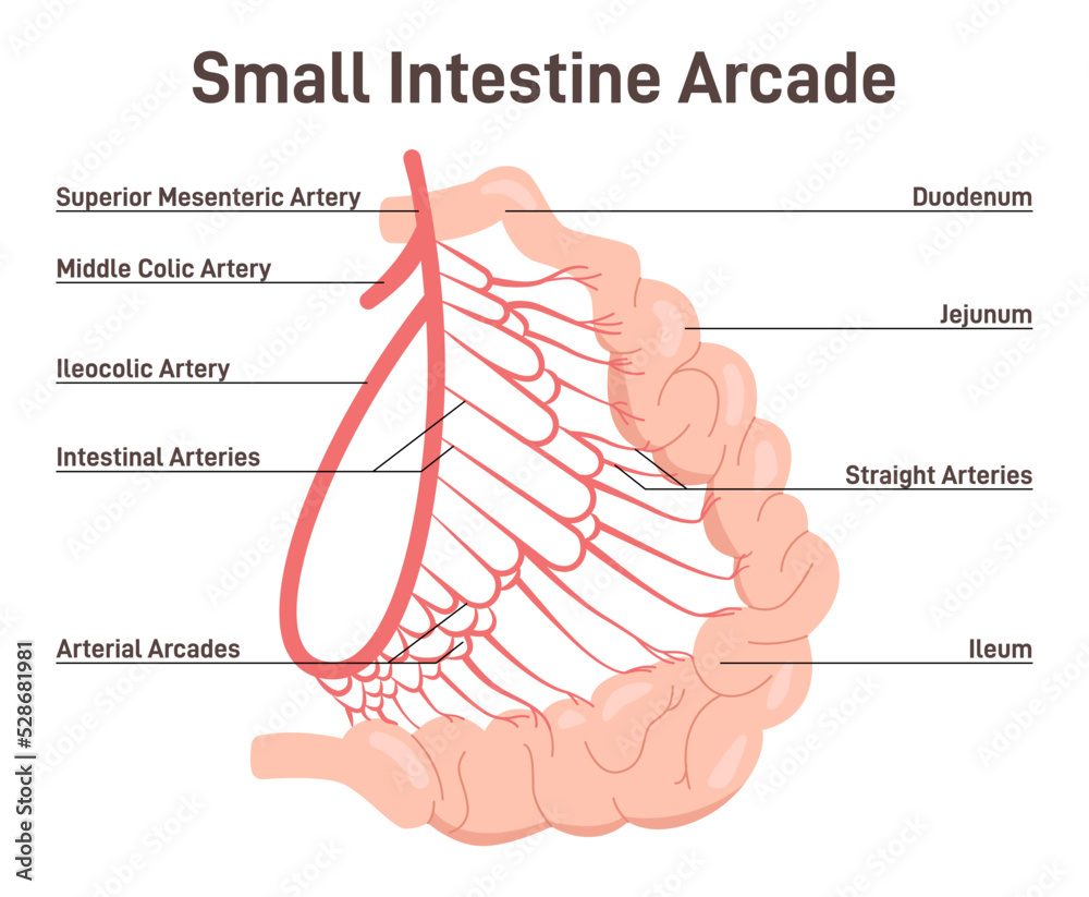 Small intestine blood supply. Artery and veins of the bowl. Structure ...