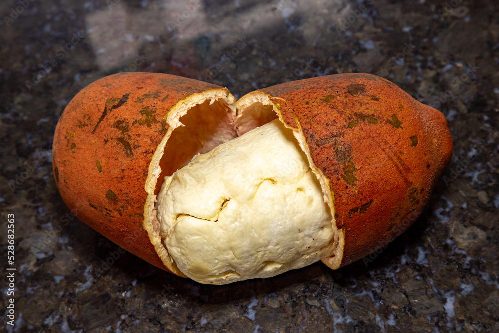 Isolated Ripe cupuaçu fruit (Theobroma grandiflorum) opened showing the ...