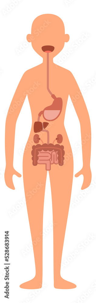 Digestive system illustration. Female body anatomy map Stock ...