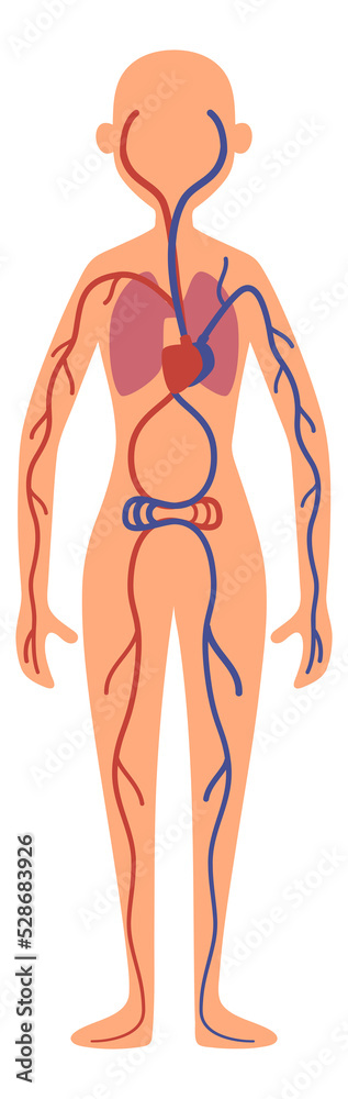 Blood circulation in human body scheme. Female anatomy Stock ...