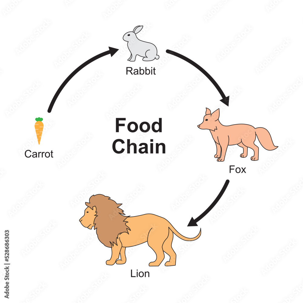 Scientific Designing of Food Chain. The Most Importante Relationship in ...