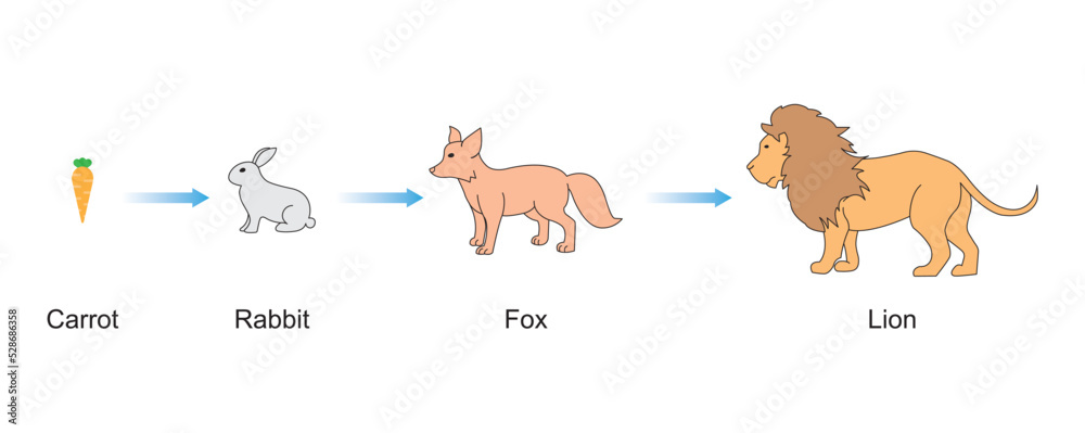 Scientific Designing of Food Chain. The Most Importante Relationship in ...