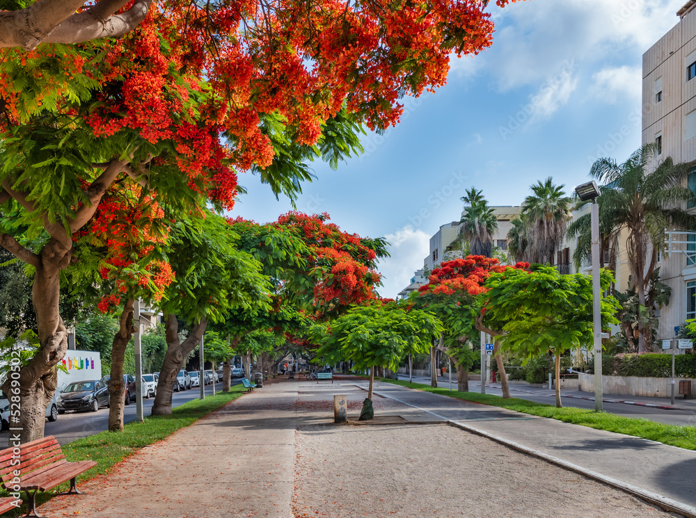 Royal Poinciana ( Delonix regia) trees blooming at Boulevard Rothschild ...