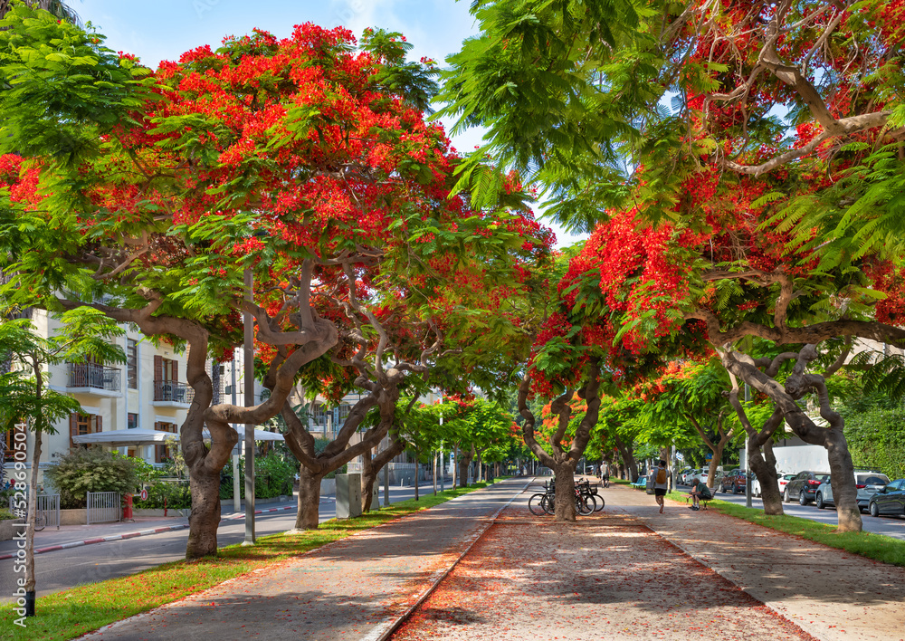 Photo & Art Print Royal Poinciana ( Delonix regia) trees blooming at ...