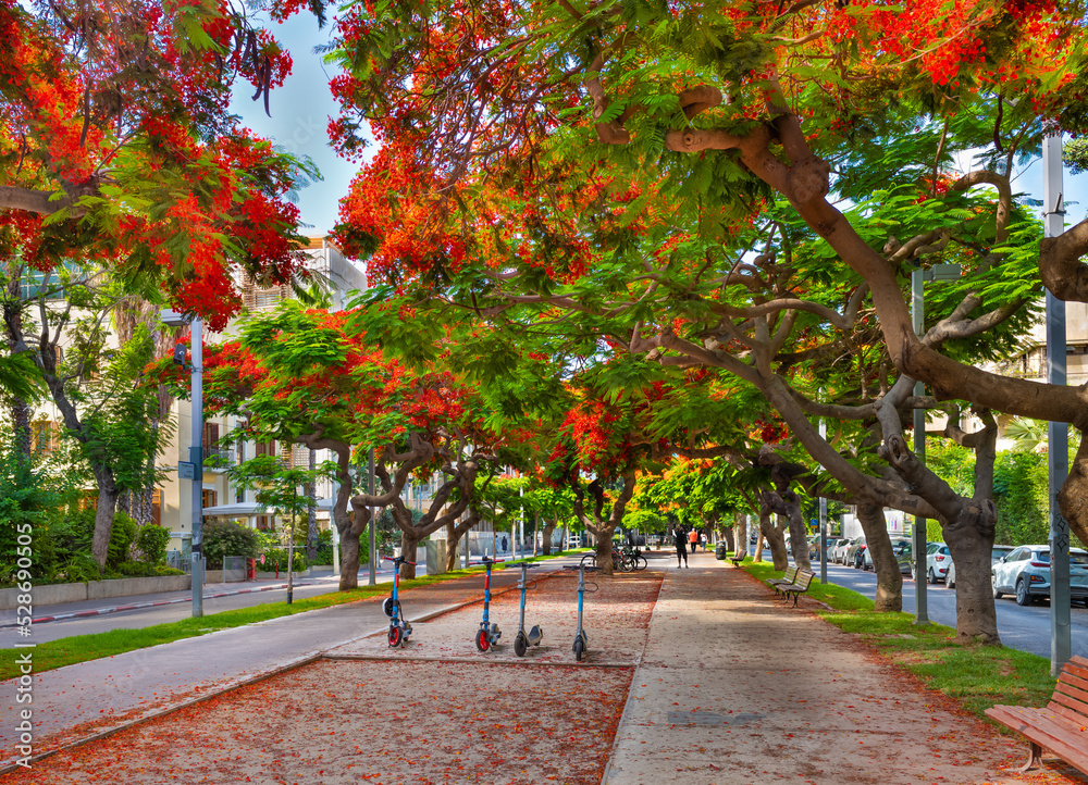 Royal Poinciana ( Delonix regia) trees blooming at Boulevard Rothschild ...