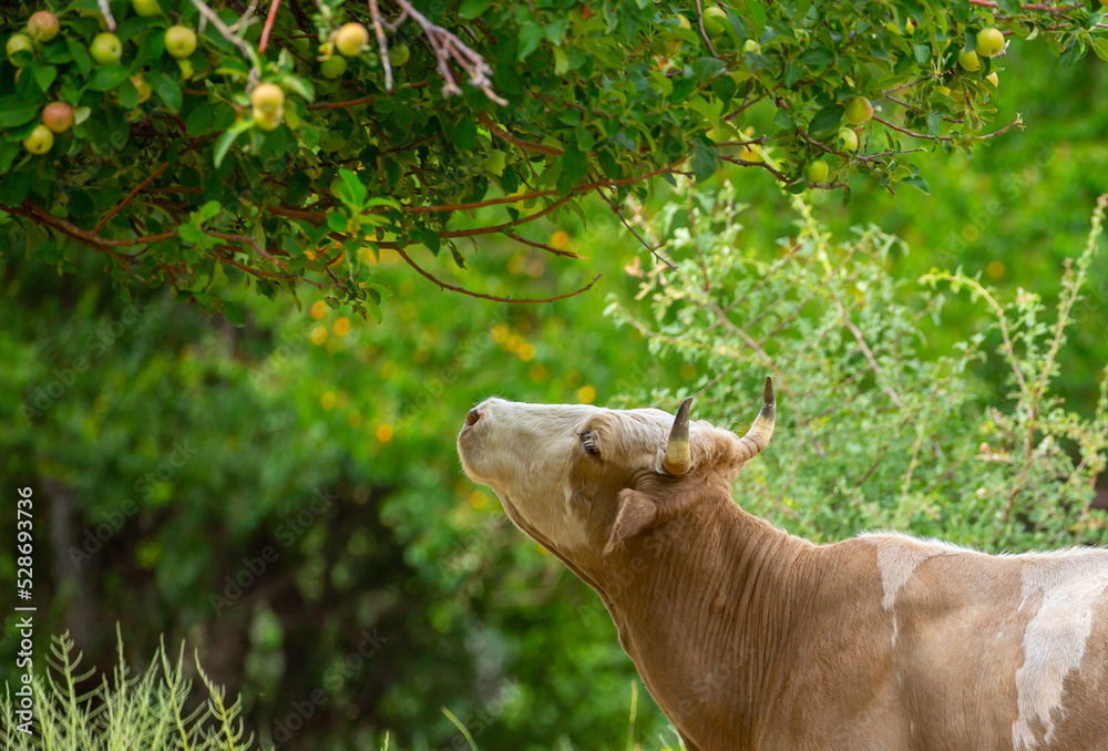 Cow Eating Leaves
