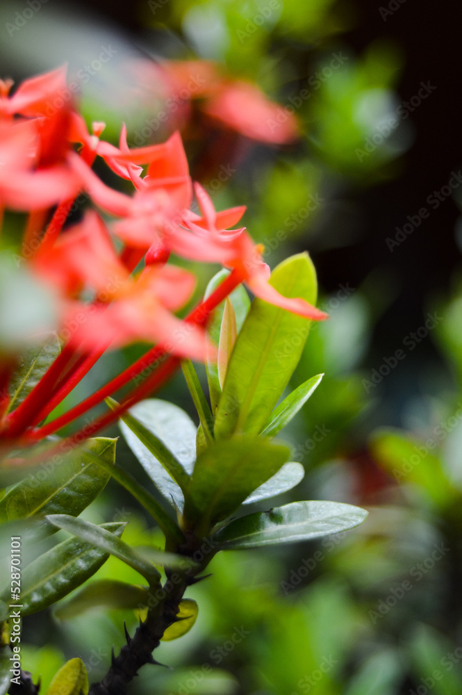 Pohon Asoka or Ixora, Other common names include viruchi, kiskaara ...