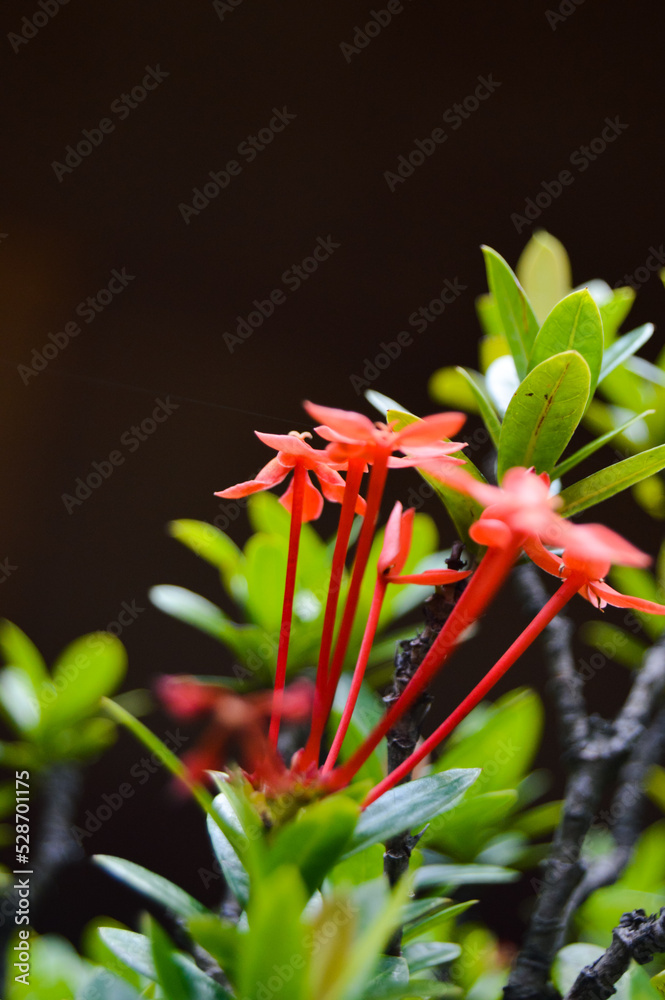 Pohon Asoka or Ixora, Other common names include viruchi, kiskaara ...