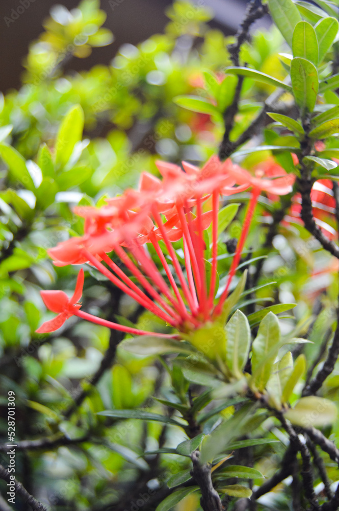 Pohon Asoka or Ixora, Other common names include viruchi, kiskaara ...