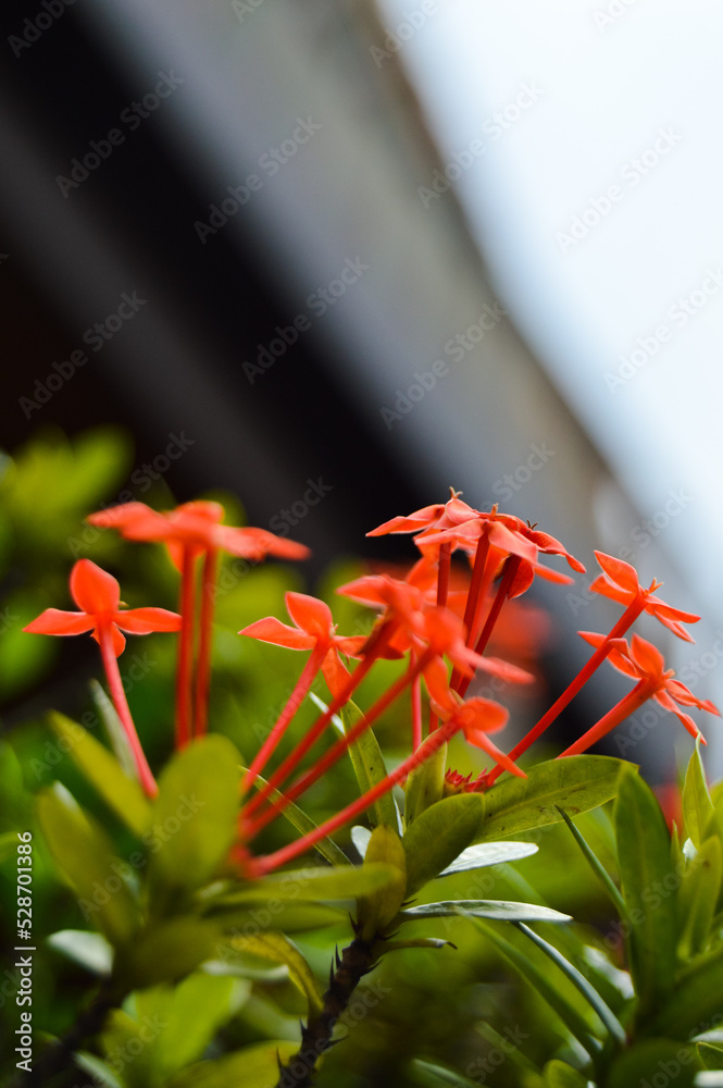 Pohon Asoka or Ixora, Other common names include viruchi, kiskaara ...