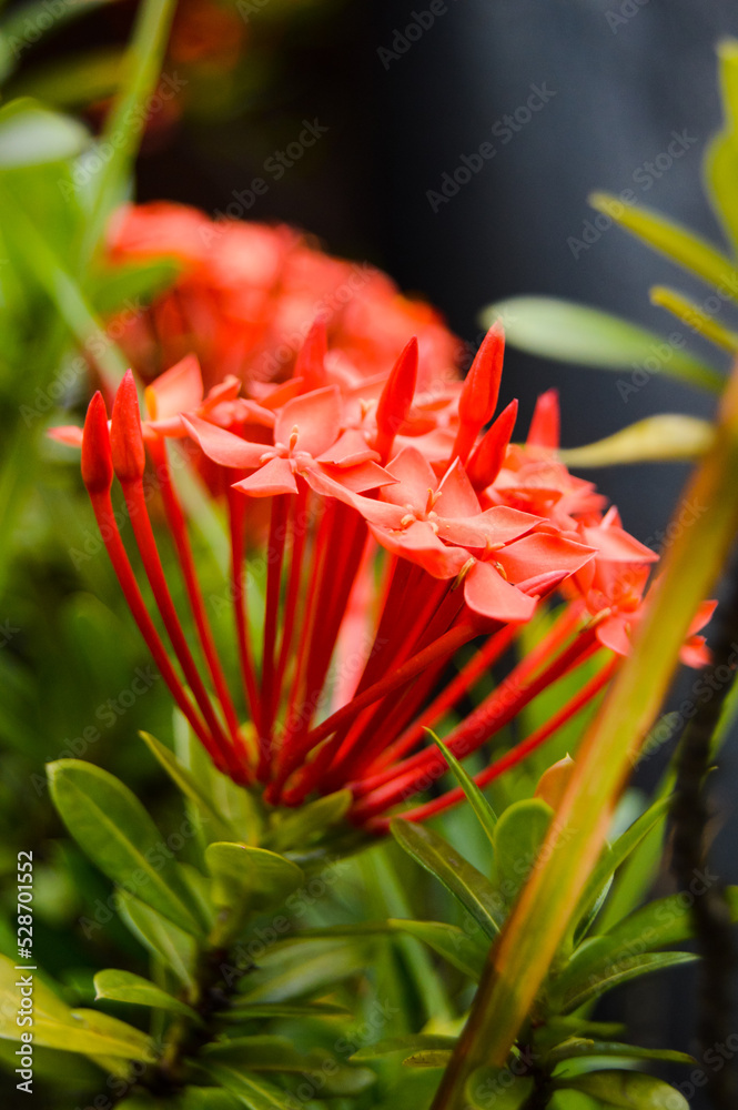 Pohon Asoka or Ixora, Other common names include viruchi, kiskaara ...