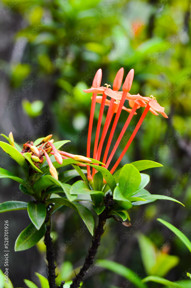 Pohon Asoka or Ixora, Other common names include viruchi, kiskaara ...