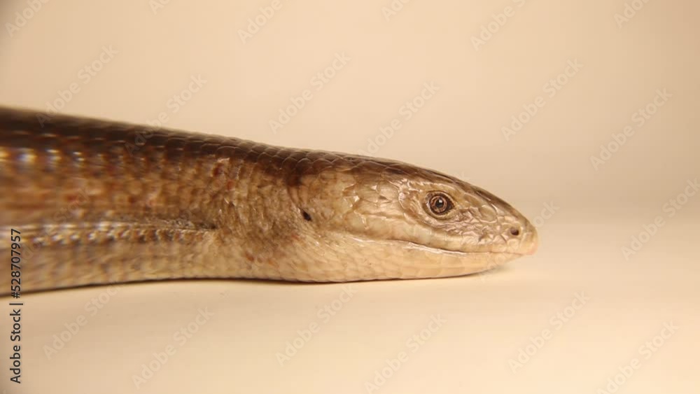 European glass lizard isolated on white background. Legless lizard ...