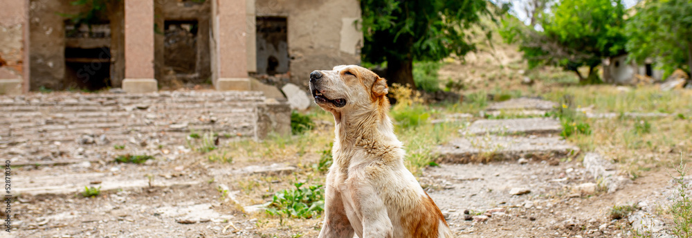 Abandoned animals on the streets of a ruined city, stray dogs near ...