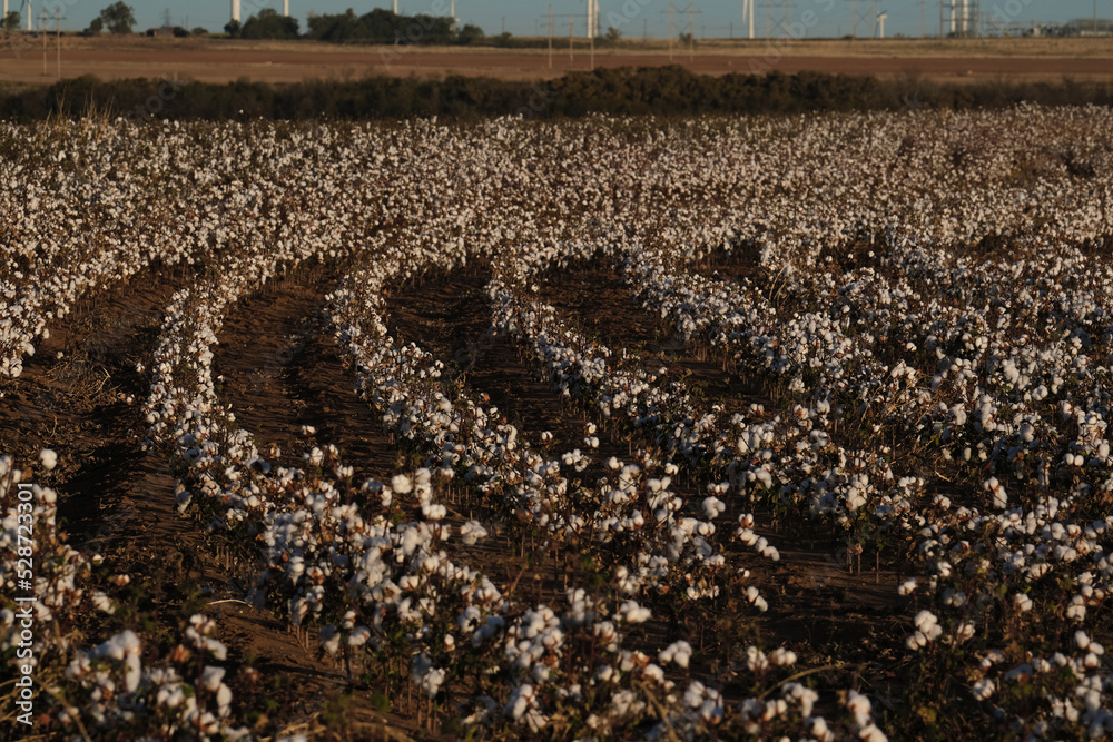 Cotton farming in Texas with plant crop in rows from farm field. Stock ...