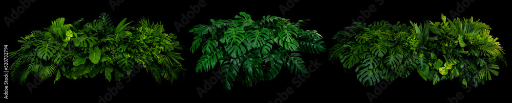green leaves of tropical shrubs (Monster palm, rubber tree, pine, bird ...