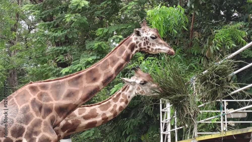 The giraffe is a large African hoofed mammal belonging to the genus ...