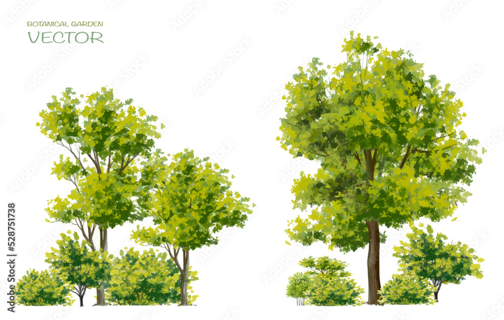 Vector watercolor of tree side view isolated on white background for ...