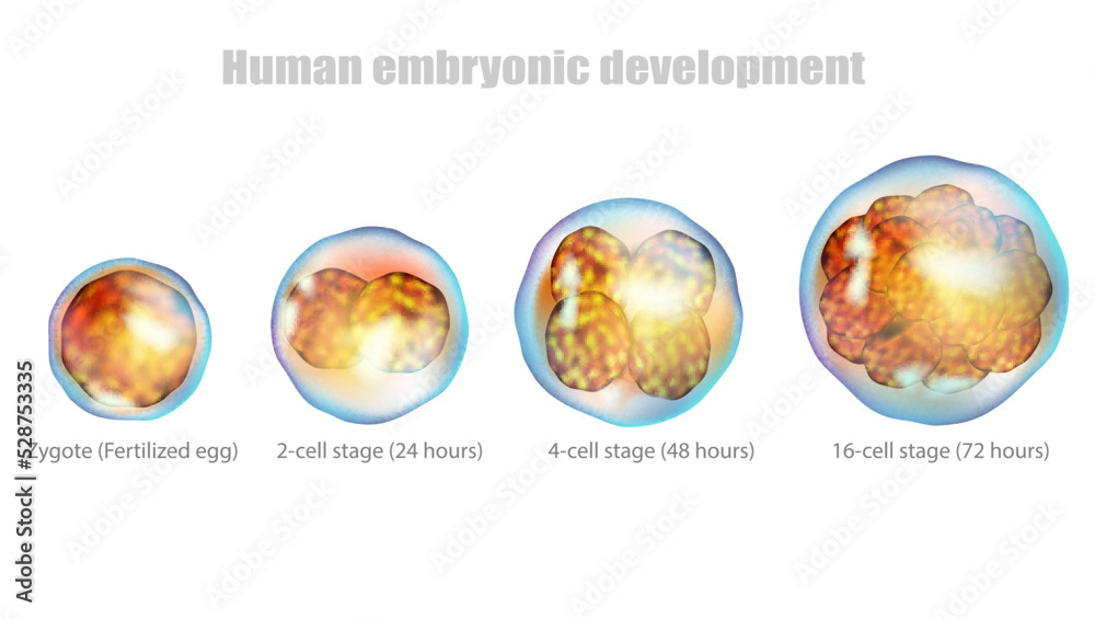 Early stages Human embryonic development. Embryogenesis. Human ...
