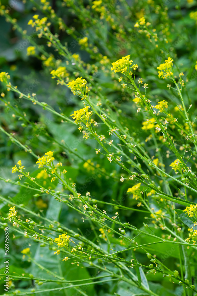 the Close up of Wintercress Barbarea vulgaris Brassicaceae. Selective ...