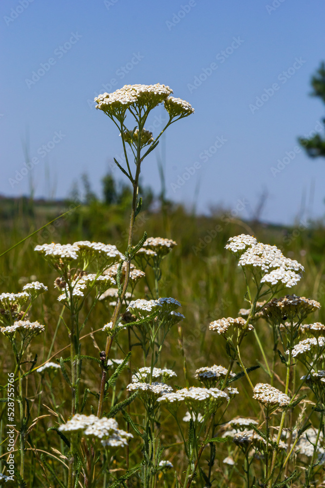 Achillea millefolium, commonly known as yarrow or common yarrow, is a ...