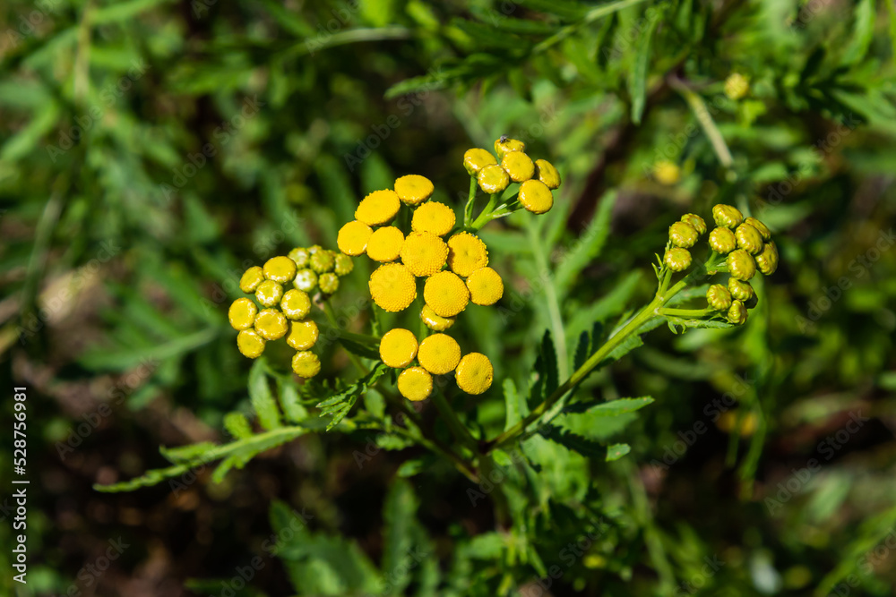 Yellow flowers of Tancy blooming in the summer. Tansy Tanacetum vulgare ...