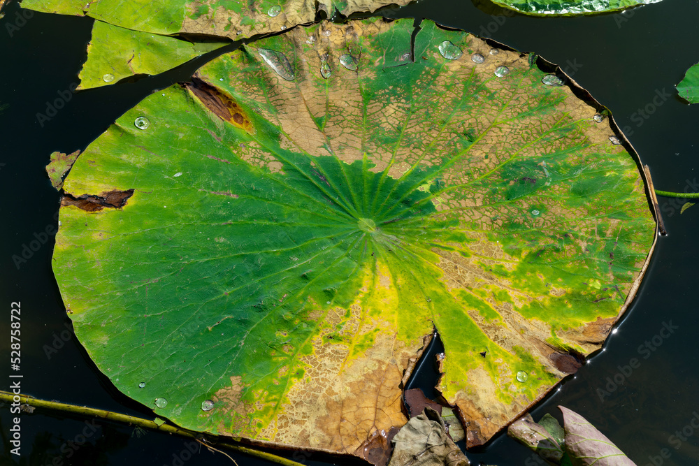The lotus leaf of the Sacred lotus, the stamen of the lotus or the East ...