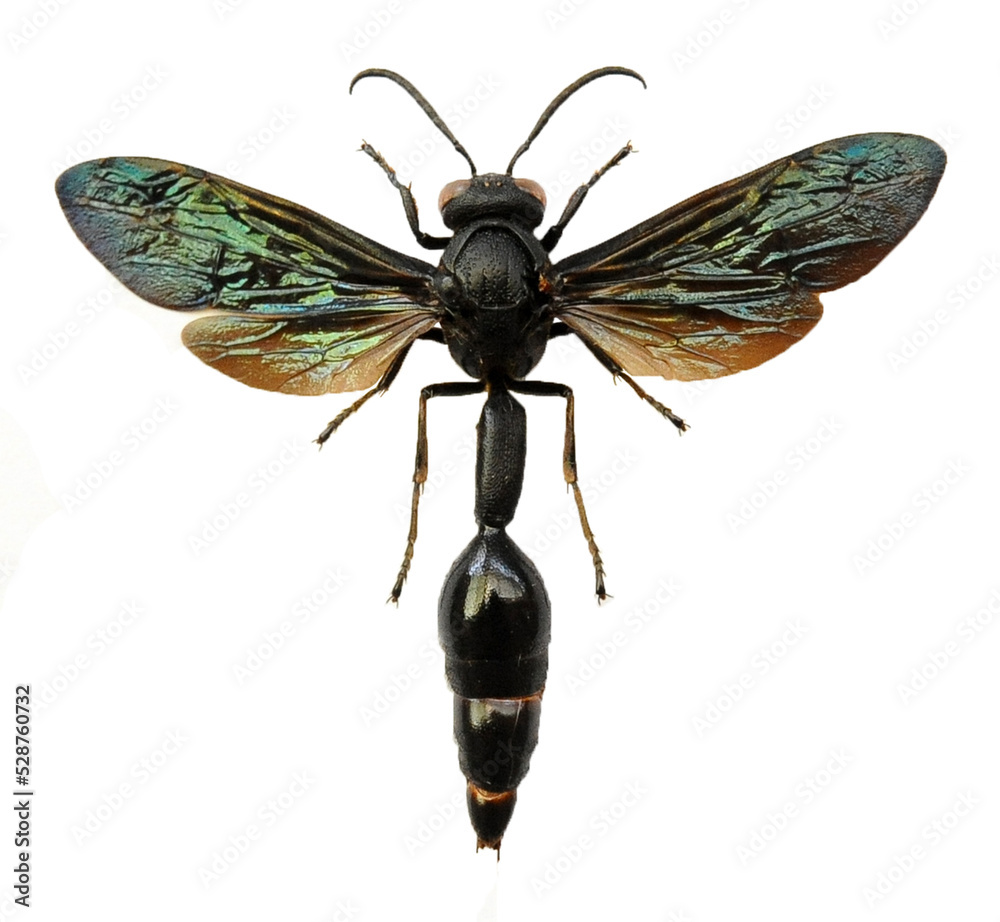 Pseudozumia indica Large Insect, Predator Wasps in White Background ...