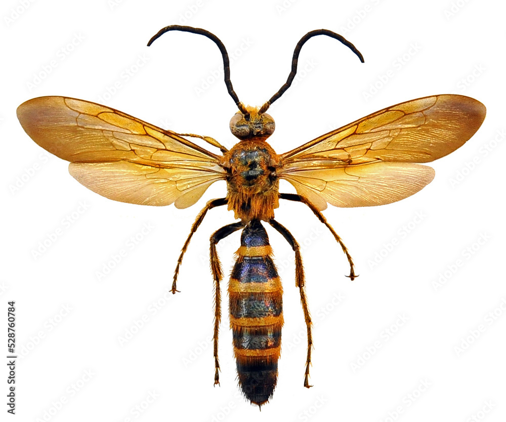 Megacampsomeris mojiensis (male) Large Insect, Predator Wasps in White ...