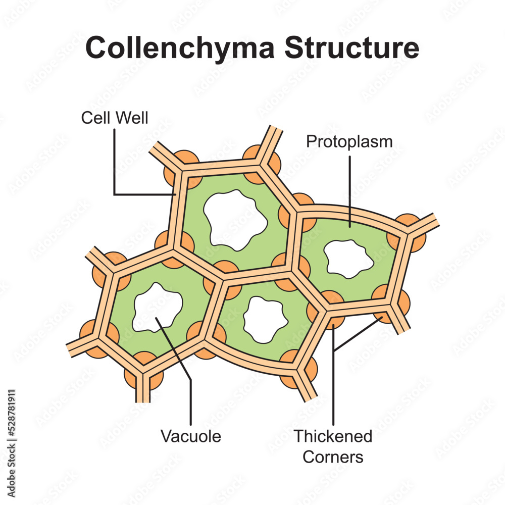 Vetor de Scientific Designing of Collenchyma Structure. The Plant ...