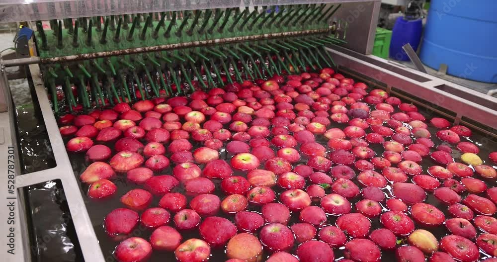 Apples floating and moving in a sort of water conveyer, sorting and ...