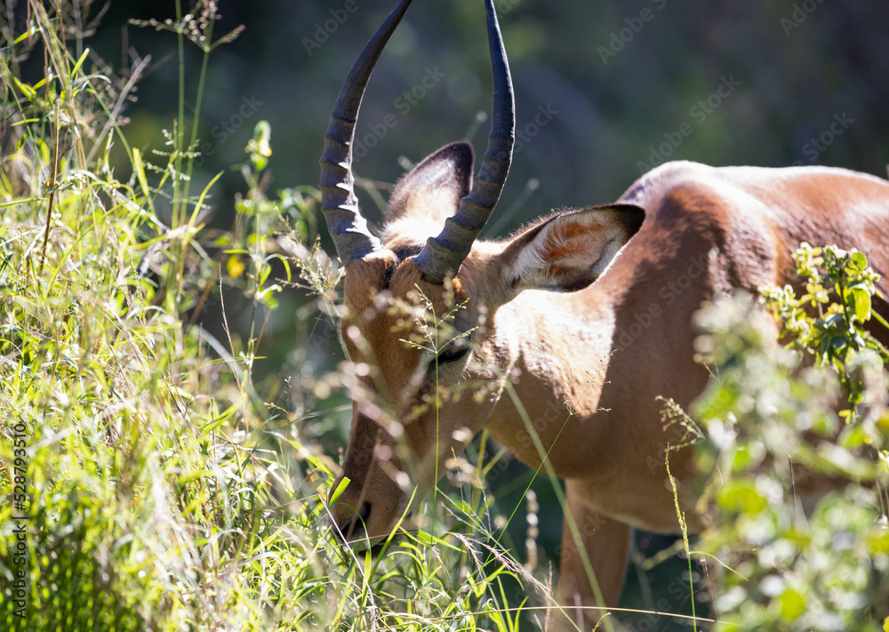An impala in the African savannah, this type of antelope is a ...