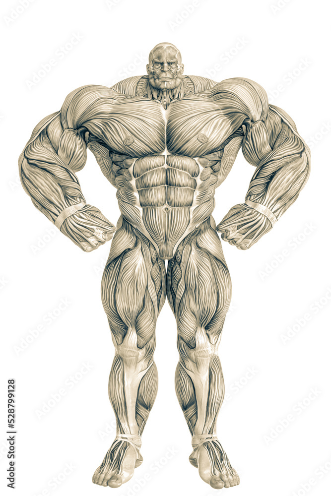 muscle maps of a strong man standing up with power Stock Illustration ...
