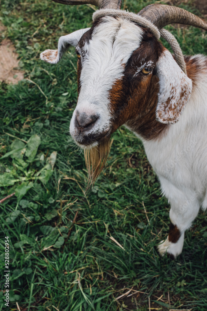 white billy goat with beard, horn, brown marks on tied up on grass ...