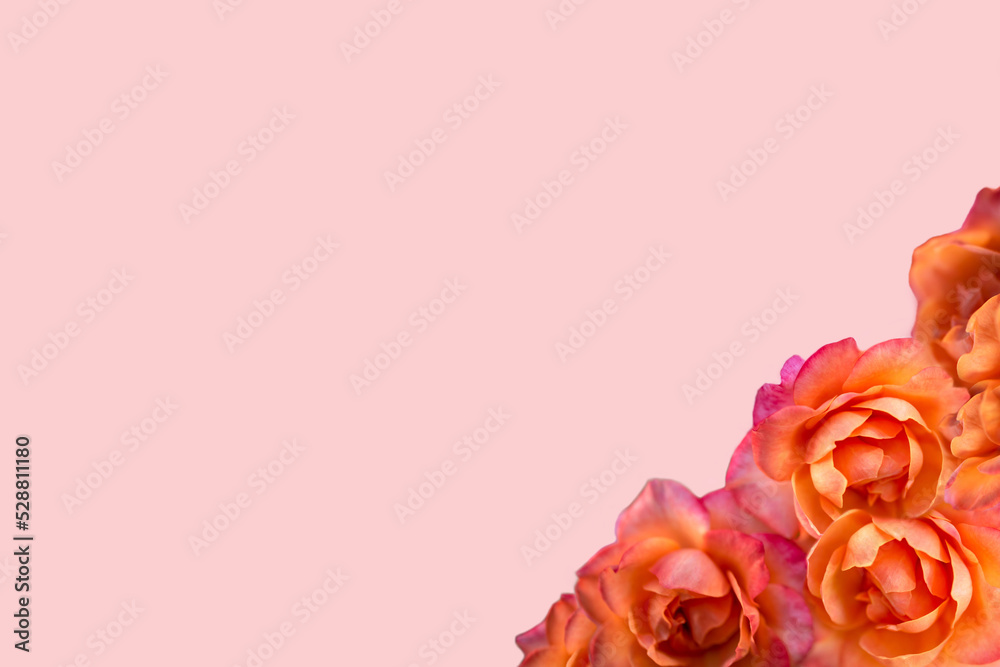 Marco de rosas sobre esquina inferior derecha sobre fondo rosado con ...