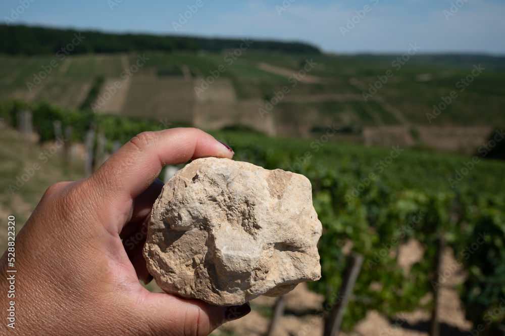 Sample of soil from Chablis Grand Cru appellation vineyards, limestone ...