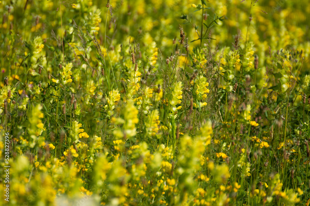 sanziene flowers,Sanziene, the Romanian Midsummer Day,Sanziene - Lady's ...