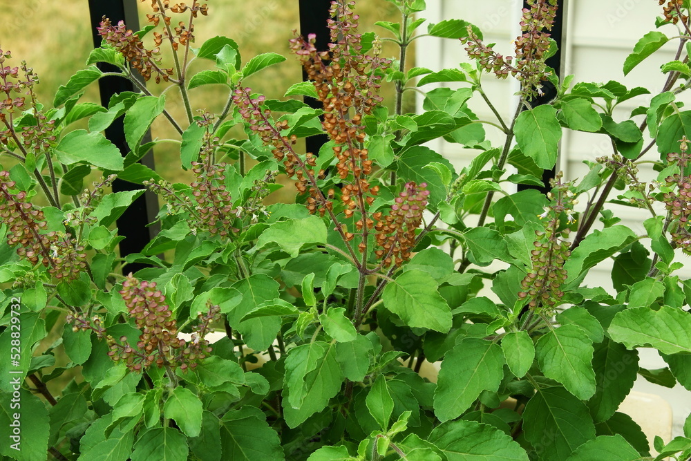 fresh indian Medicinal and hindu religious plant green tulsi or holy ...