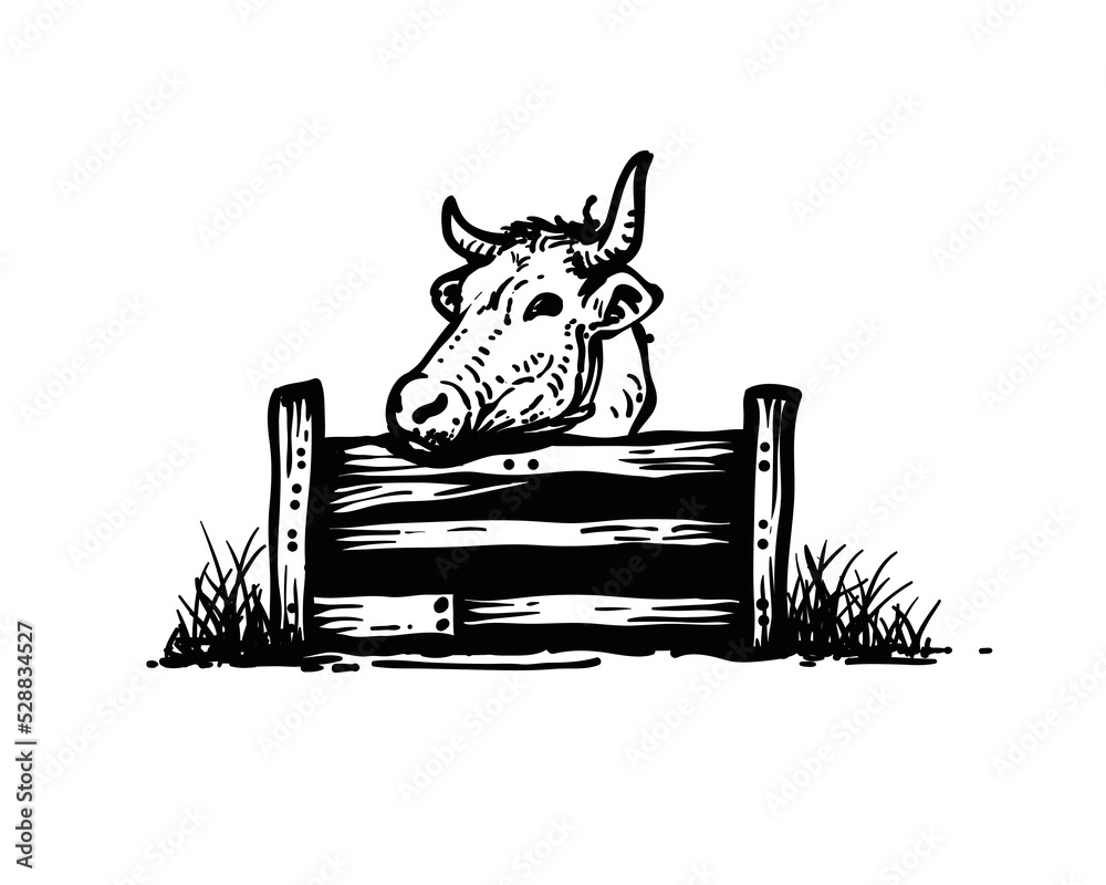 The head of a bull or a cow coming out of a wooden fence illustration ...