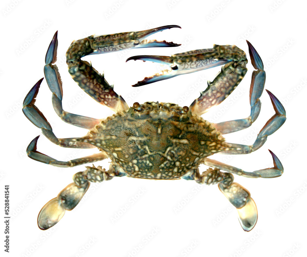 Blue crab isolated on transparent background png file Stock Photo ...